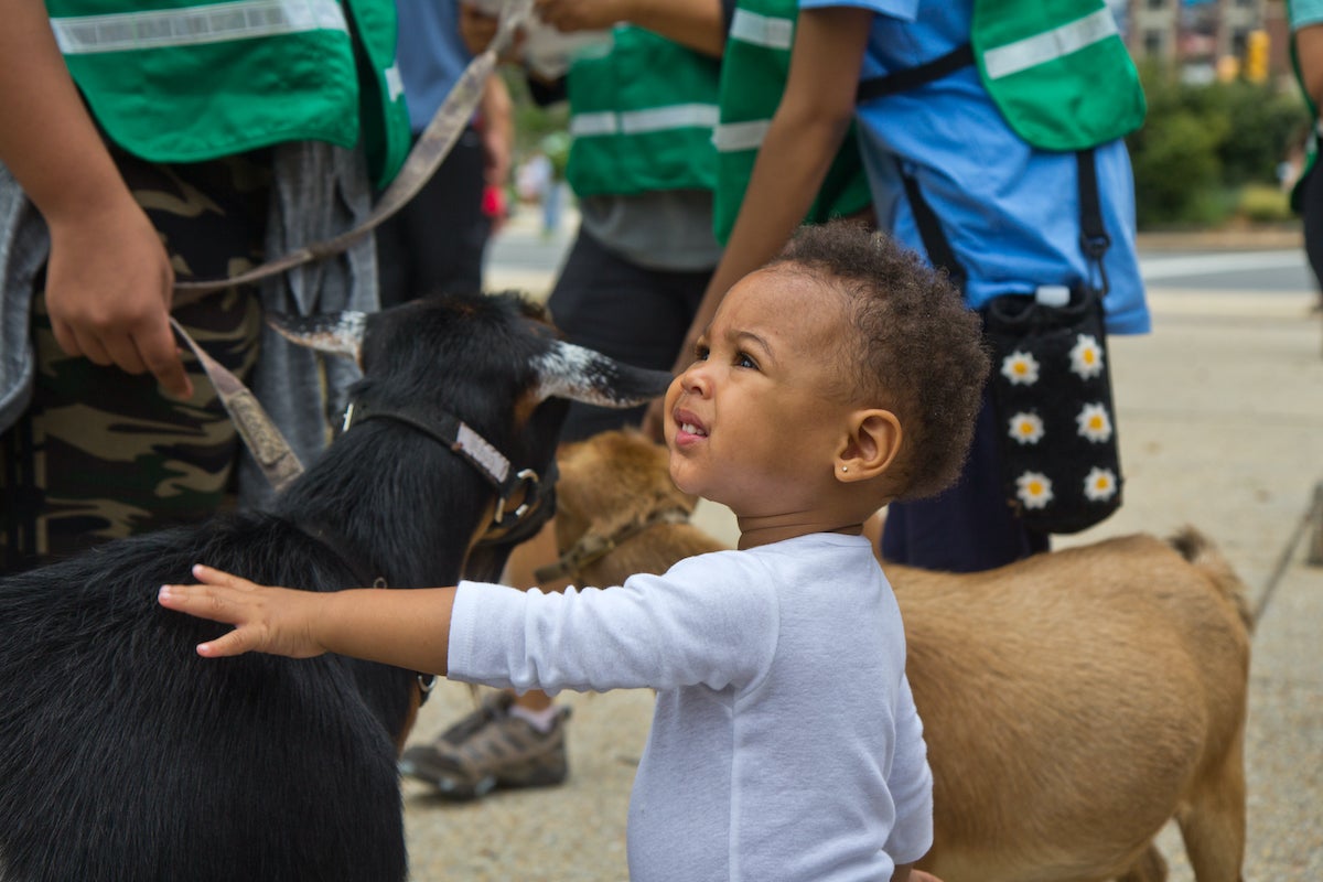 The traveling Philly Goat Project brings joy to all ages - WHYY