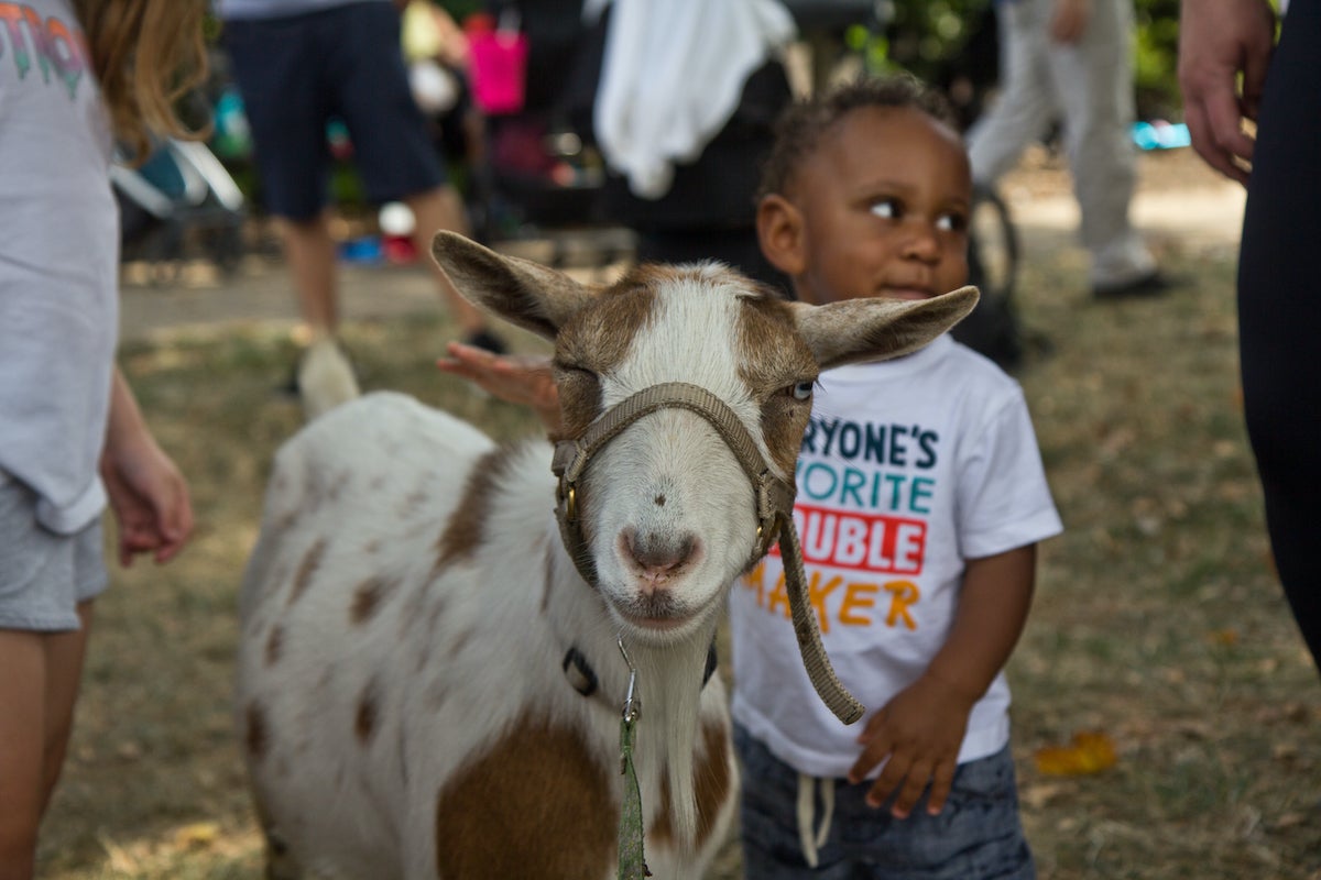 The traveling Philly Goat Project brings joy to all ages - WHYY