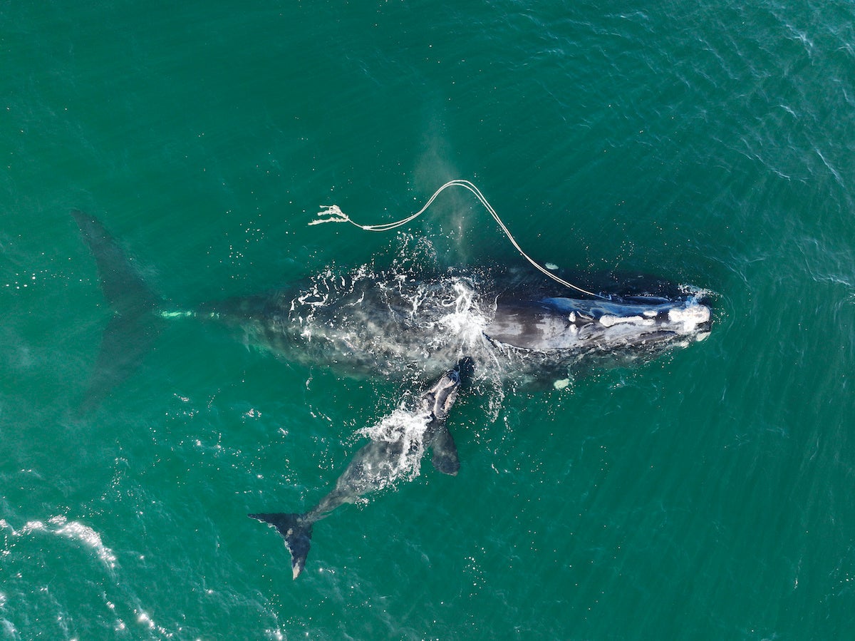 Weak protection for vanishing whale violates law, judge says - WHYY