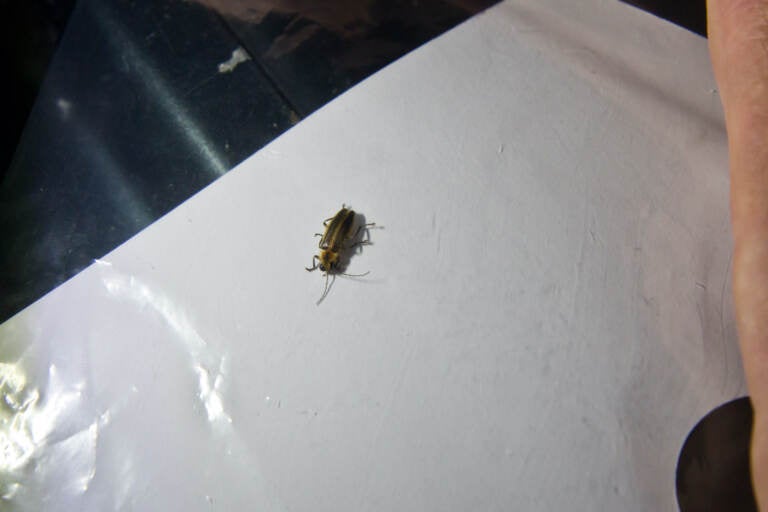 Can scientists save the Bethany Beach firefly from extinction? - WHYY
