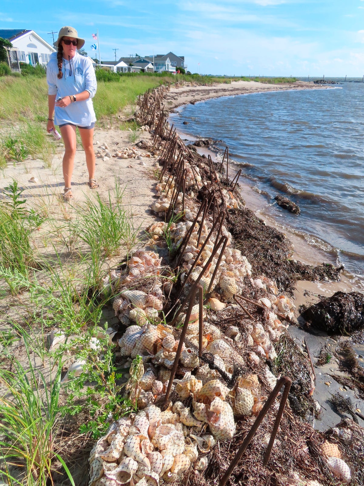 Tiny oysters play big role in stabilizing eroding N.J. shorelines - WHYY
