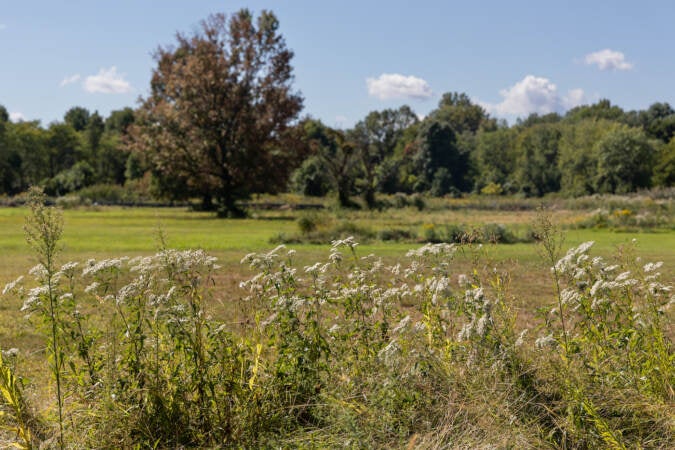 ‘MeadowFest’ celebrates the FDR park meadows - WHYY
