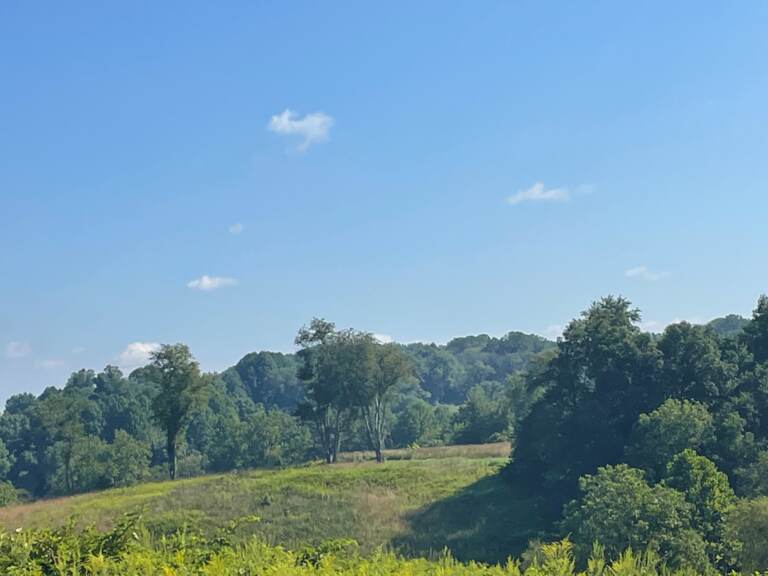 Hunter finds Delaware’s only full-grown American chestnut - WHYY
