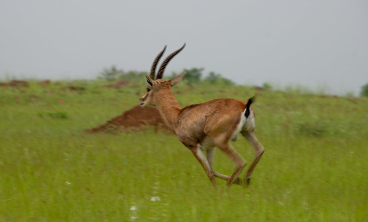 Can the cheetah help save India’s grasslands? — WHYY