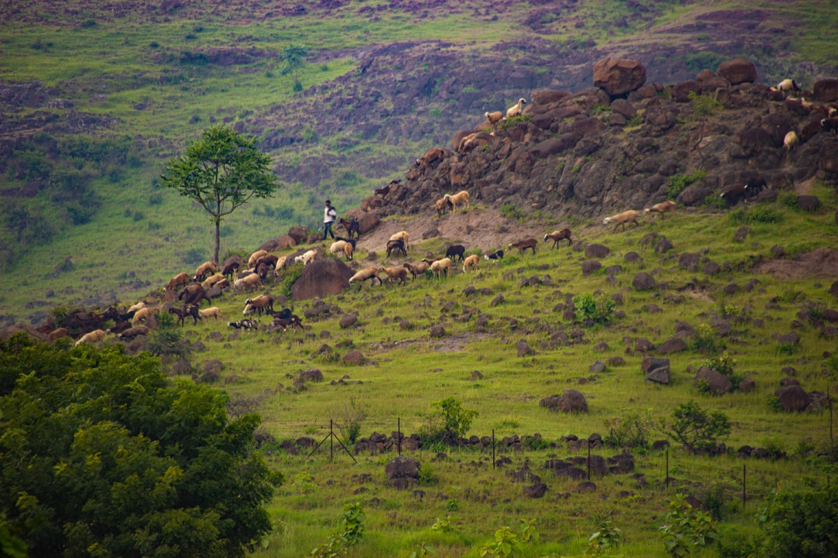 Can the cheetah help save India’s grasslands? — WHYY