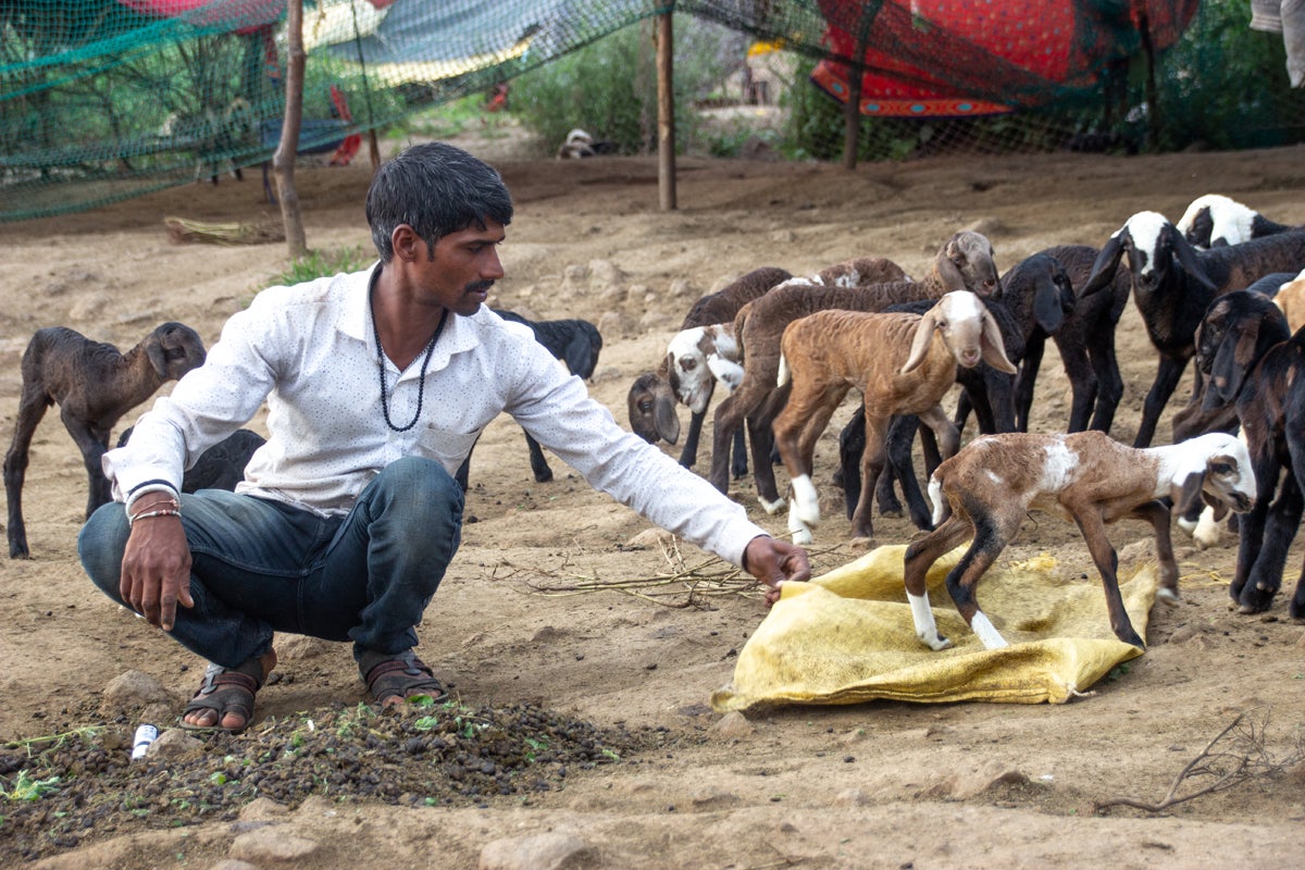 Can the cheetah help save India’s grasslands? — WHYY