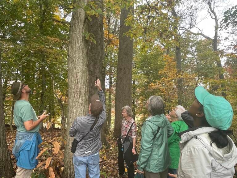 Hikers Trek To Delaware s Lone Adult American Chestnut Tree WHYY
