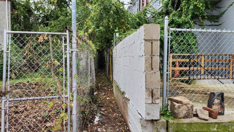 Philly alley trees cut to help preserve Philly neighborhoods - WHYY