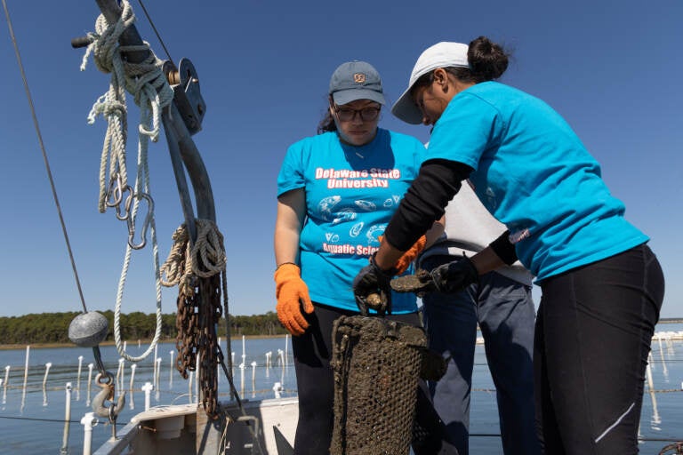 Sustainable aquaculture studied in Delaware Rehoboth Bay - WHYY