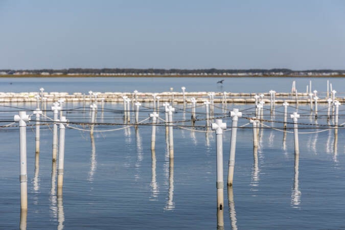 Sustainable aquaculture studied in Delaware Rehoboth Bay - WHYY