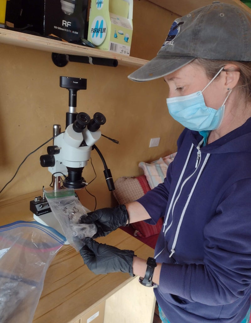 Scientists monitor Kissing Bugs and Chagas disease in the US — WHYY