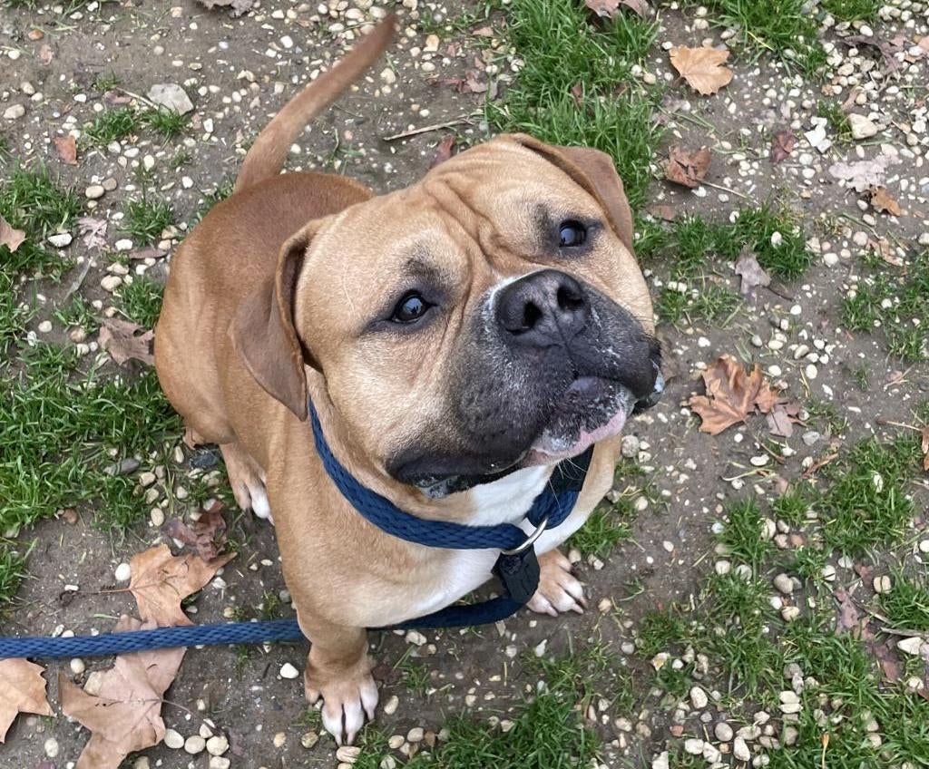 ACCT Philly desperately seeks adopters, fosters amid holidays - WHYY