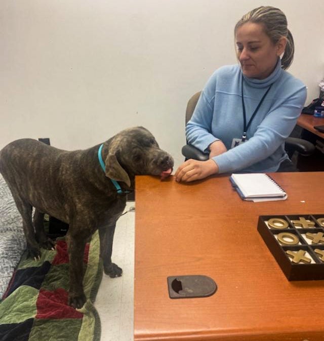 ACCT Philly desperately seeks adopters, fosters amid holidays - WHYY