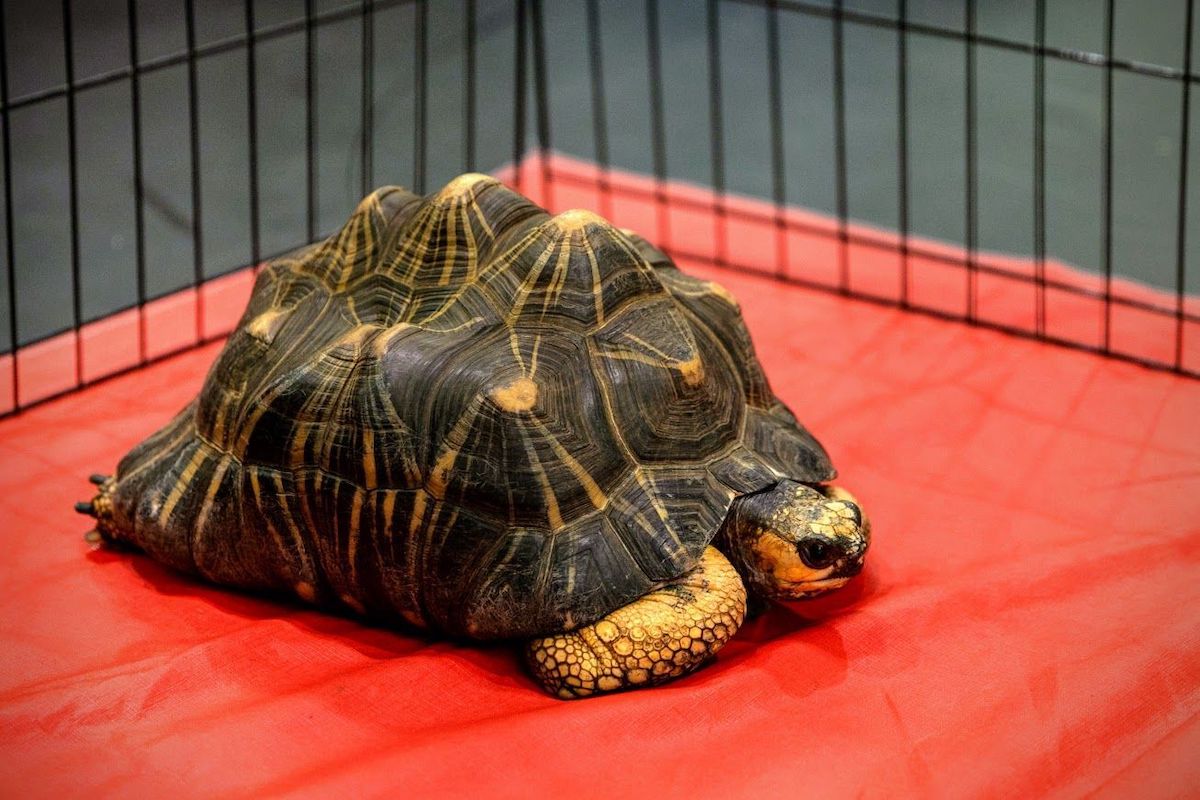 Philadelphia Zoo displays animals at airport - WHYY