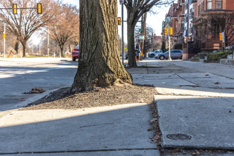 Philadelphia releases final tree plan - WHYY