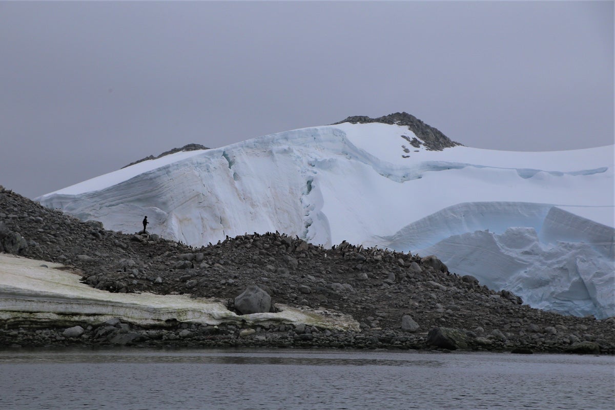 How climate change impacts penguin species on Antartica — WHYY