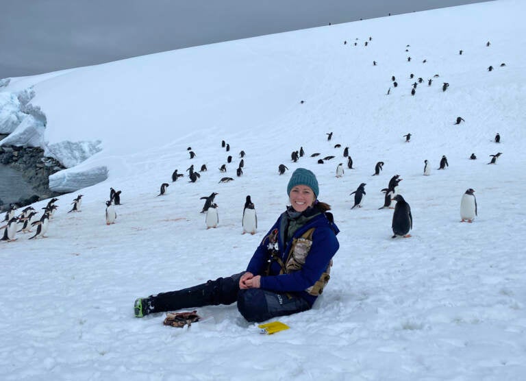 How climate change impacts penguin species on Antartica — WHYY