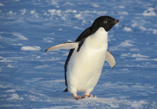 How climate change impacts penguin species on Antartica — WHYY