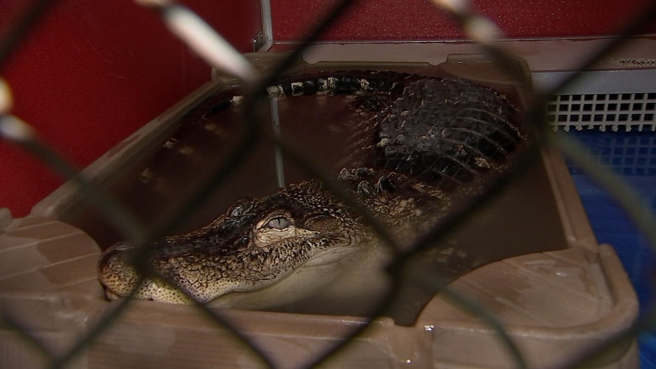 8-foot alligator removed from Hunting Park home