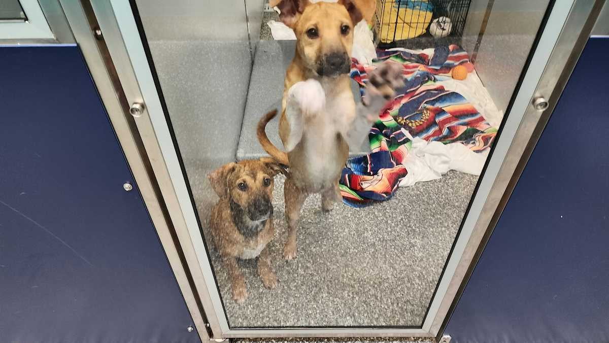 Camden County adds $2 million to help pandemic shelter animals - WHYY