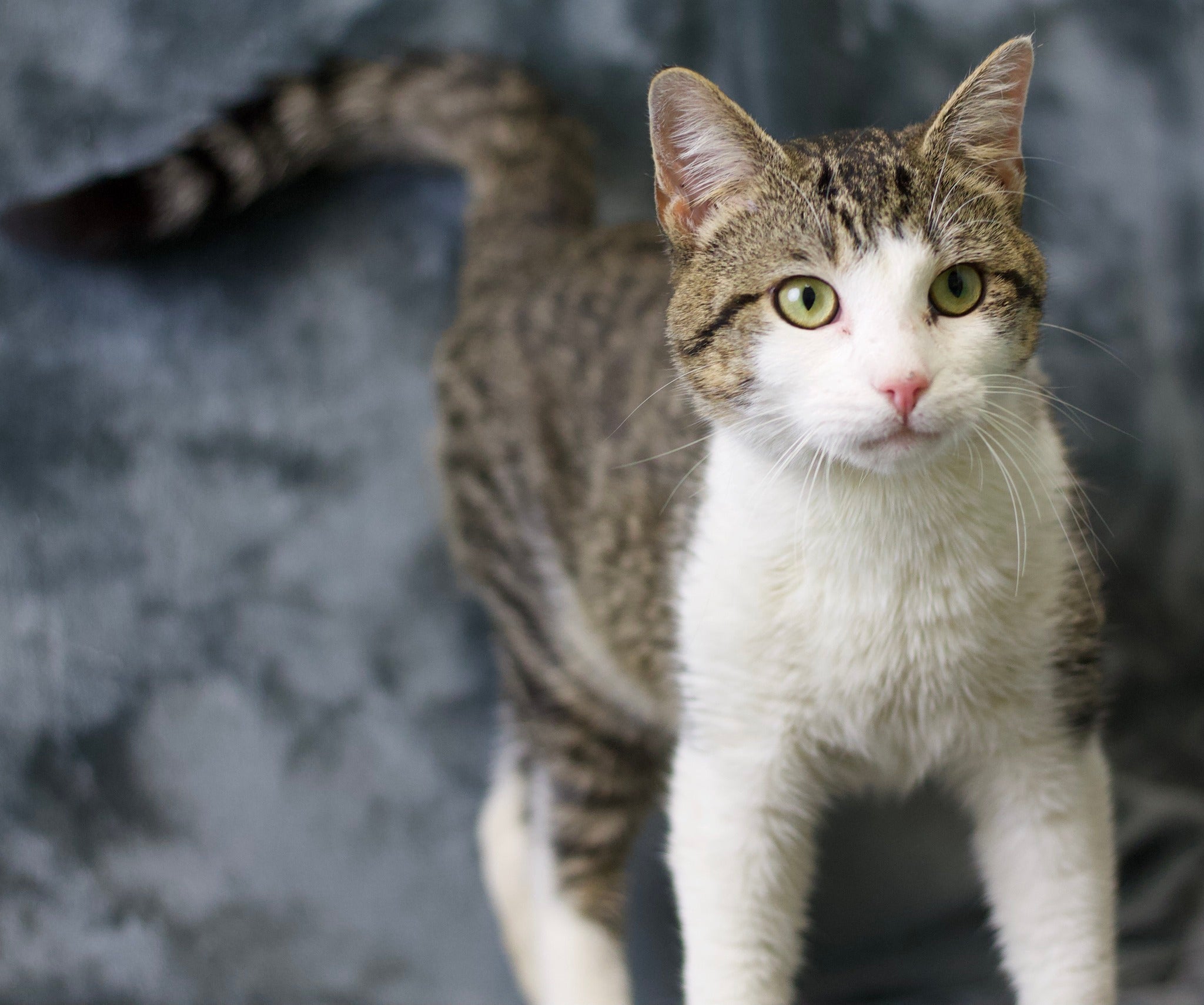 Camden County adds $2 million to help pandemic shelter animals - WHYY
