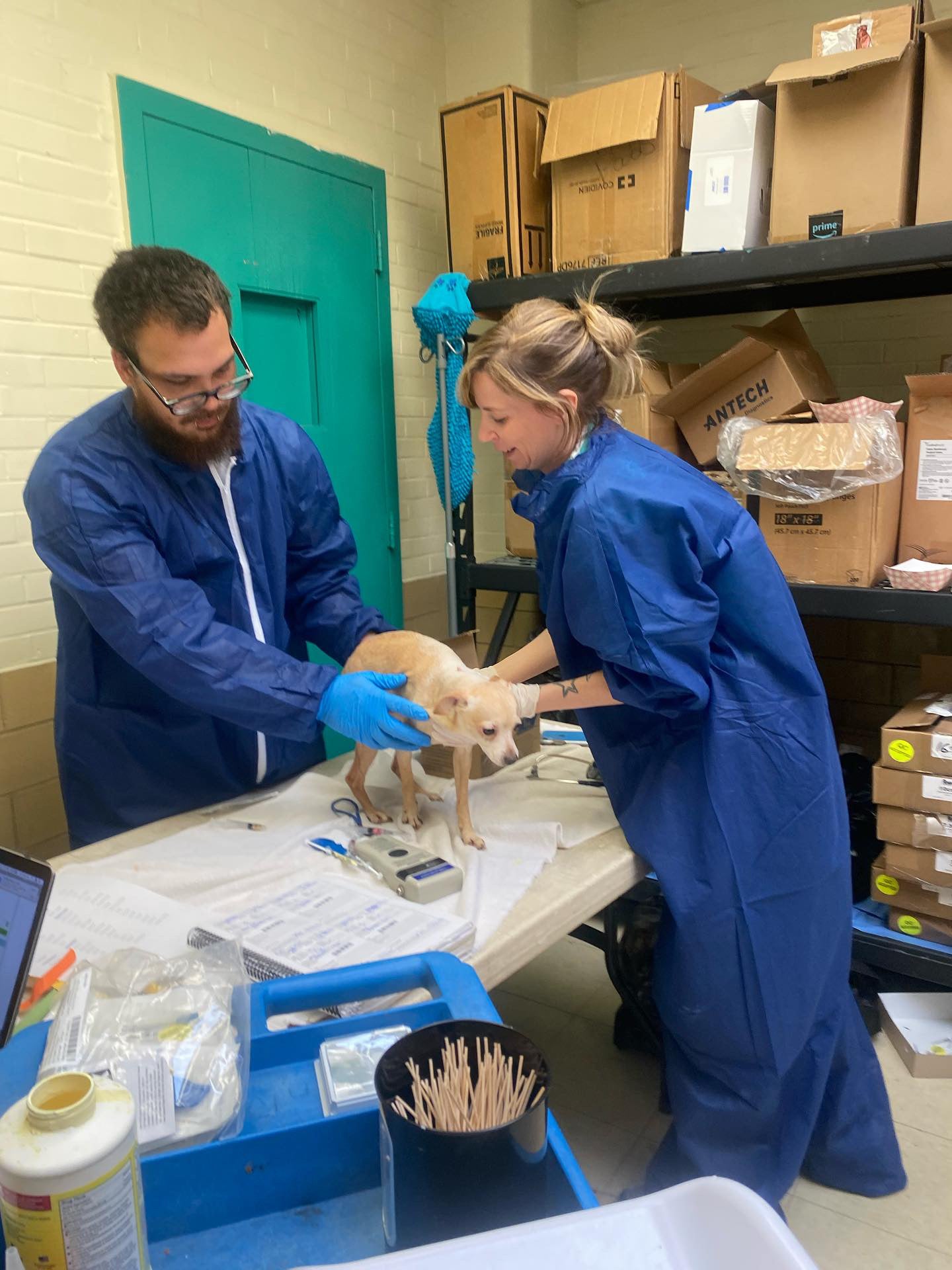 More than 70 dogs removed from home in Philadelphia's Kensington ...