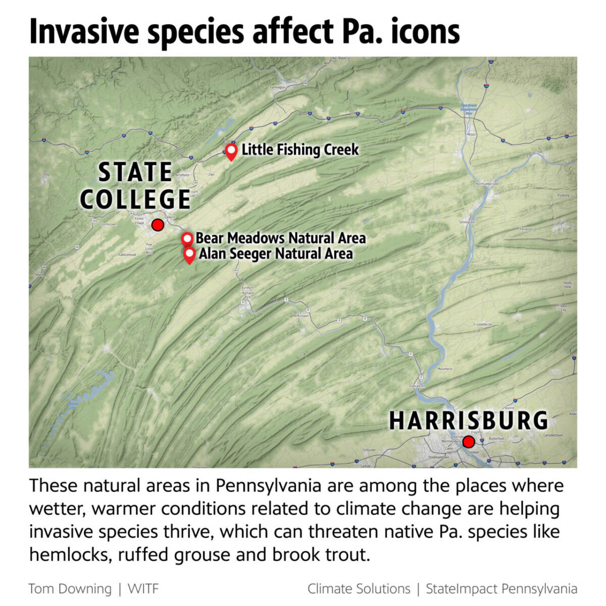 In Pa., climate change threatens the state tree, bird and fish. Work is ...