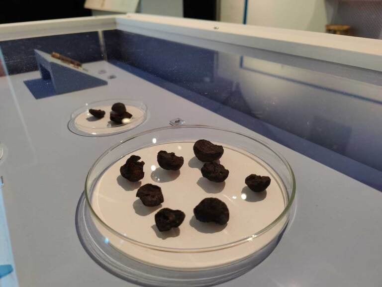 Penn Museum offers a taste of ancient worlds - WHYY