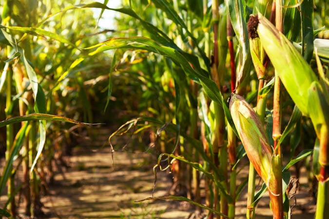 Things to do this weekend in Pa., N.J., and Del. - WHYY