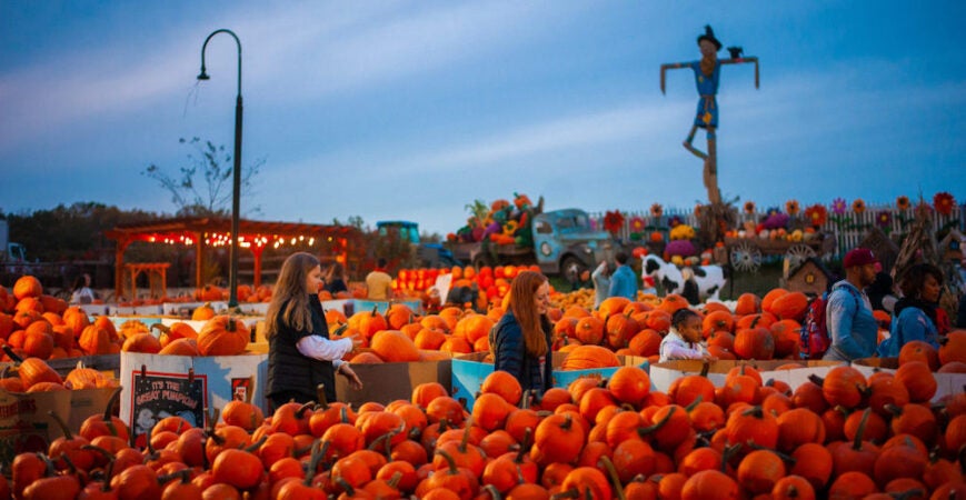 Things to do this weekend in Pa., N.J., and Del. - WHYY