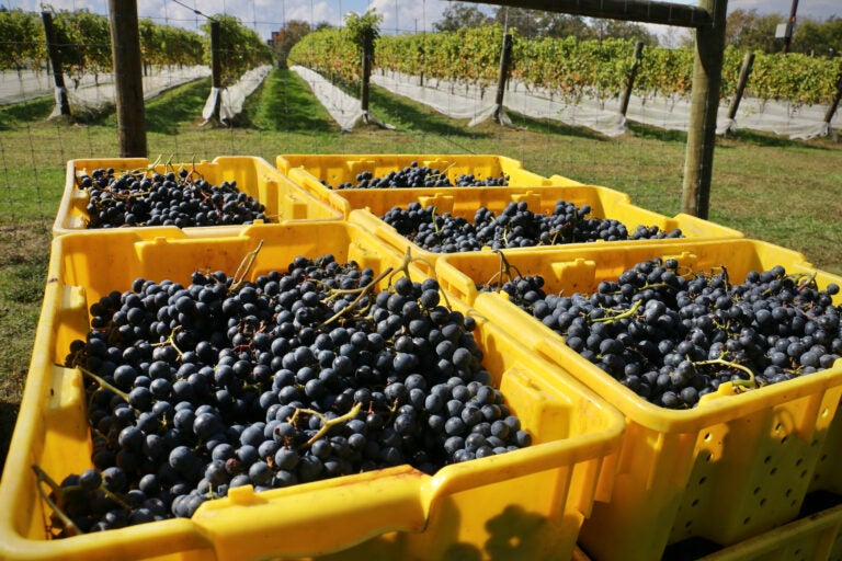 Camden County Lakeland Vineyard: Officials announce record harvest - WHYY