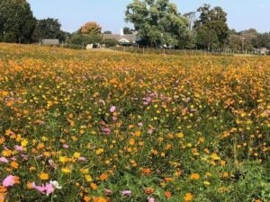 Pennsylvania sees benefits of lawn conversion - WHYY