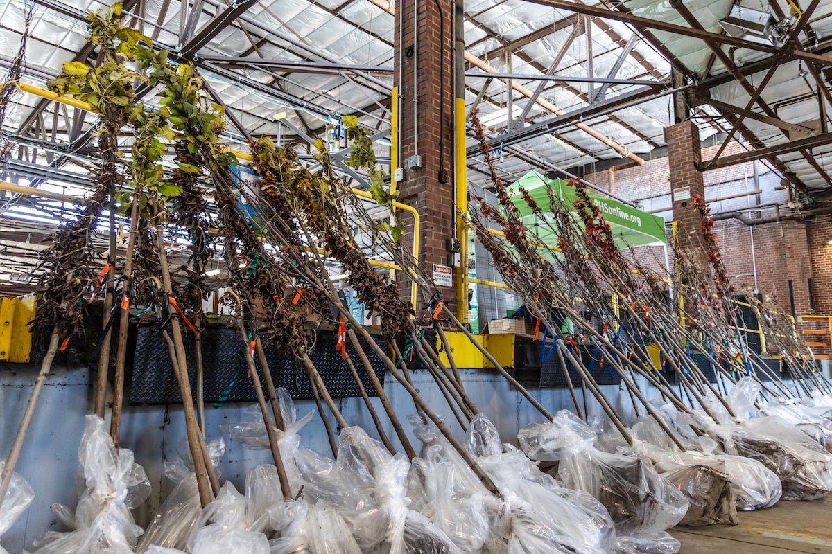 Philly tree-planting: Pennsylvania Horticultural Society Tree Tenders ...