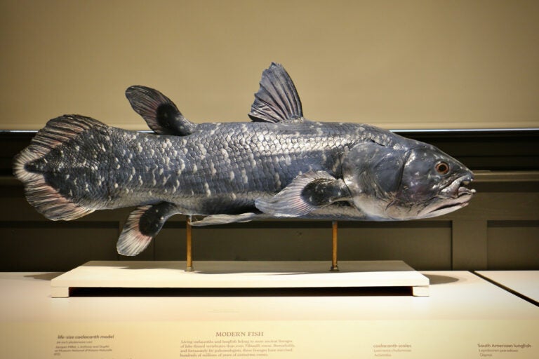 Tiktaalik fossil part of Drexel evolutionary exhibit - WHYY
