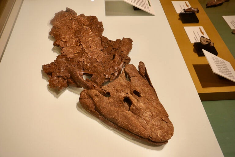 Tiktaalik fossil part of Drexel evolutionary exhibit - WHYY