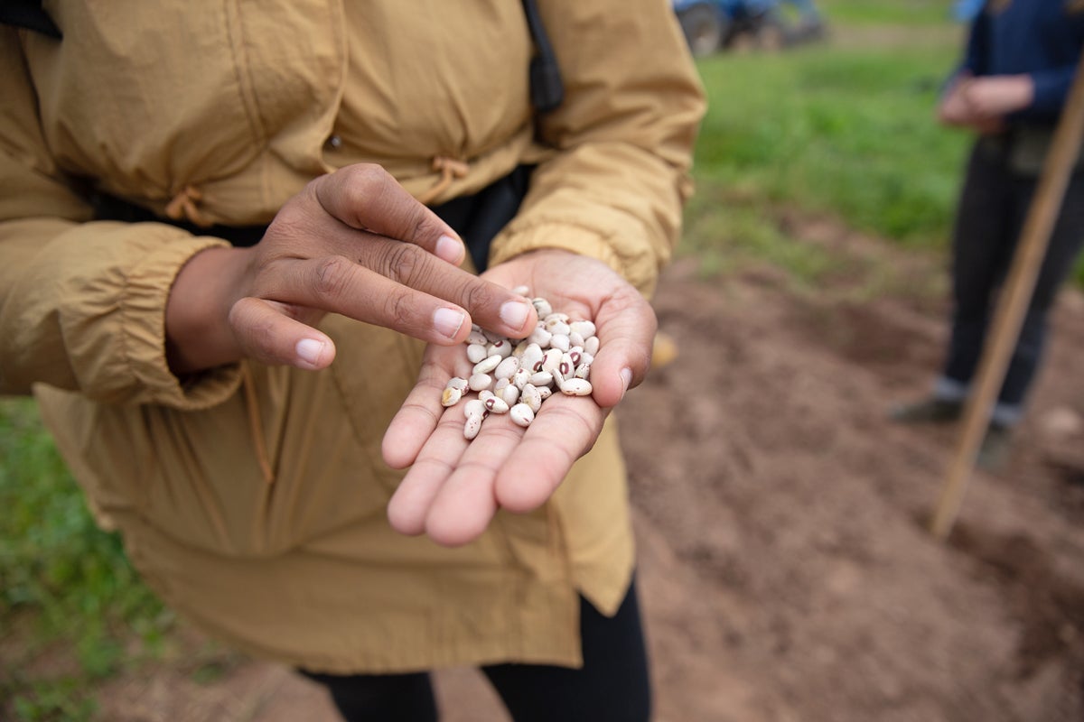 Lima beans could be key to climate resilient crop - WHYY
