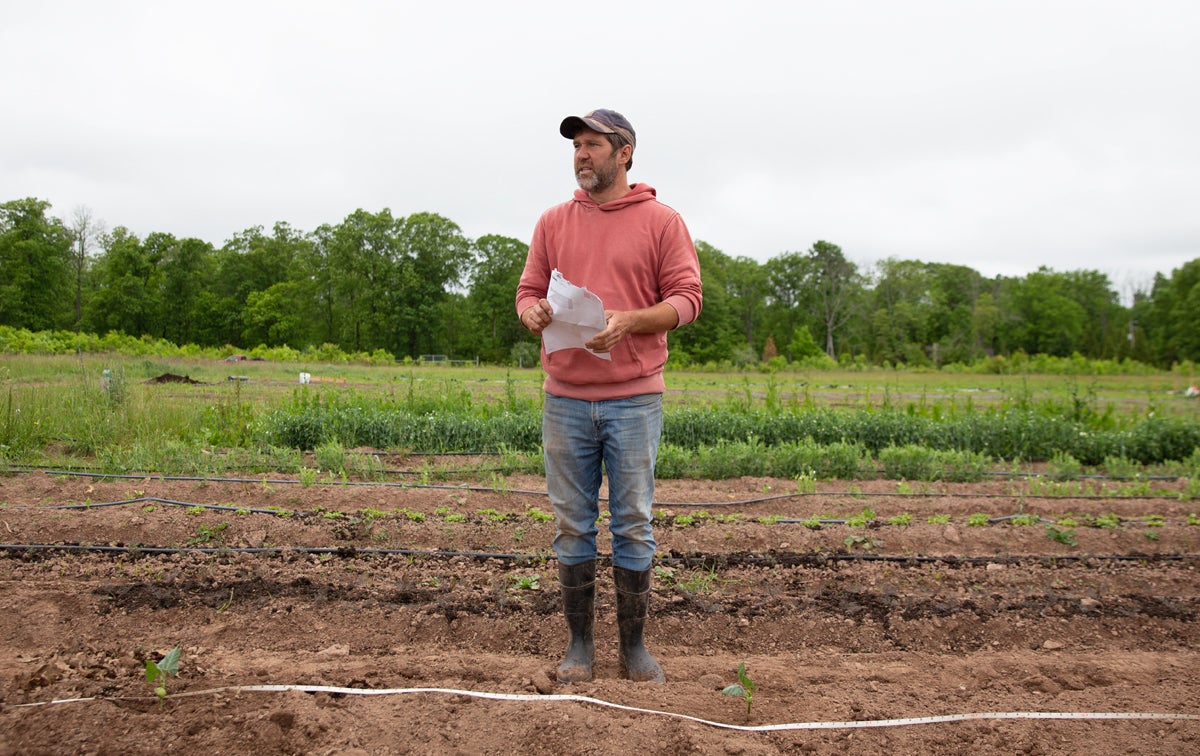 Lima beans could be key to climate resilient crop - WHYY