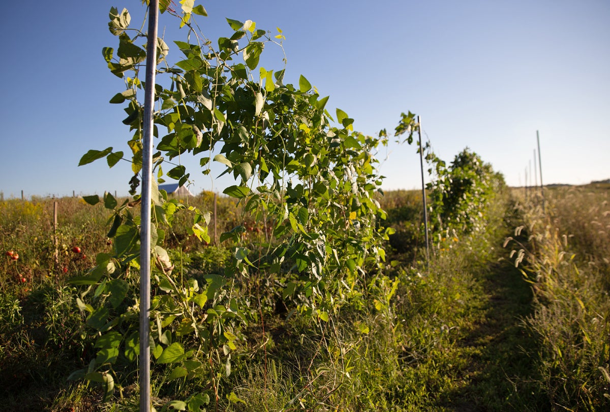 Lima beans could be key to climate resilient crop - WHYY