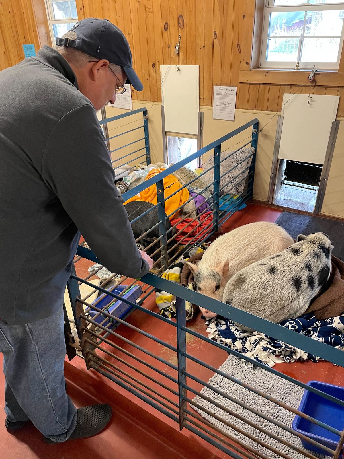Bucks County's Pig Placement Networks helps abandoned pets - WHYY