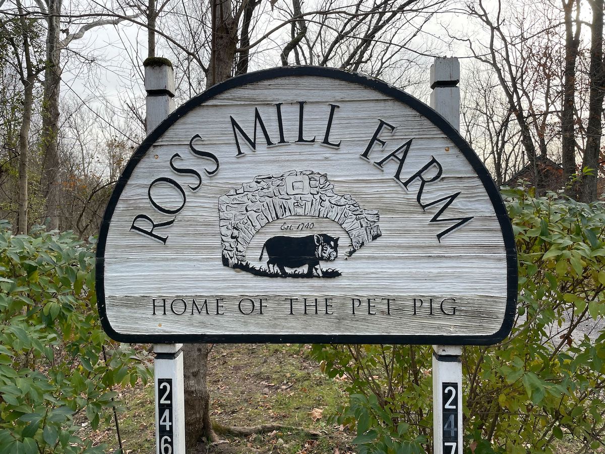 Bucks County's Pig Placement Networks helps abandoned pets - WHYY