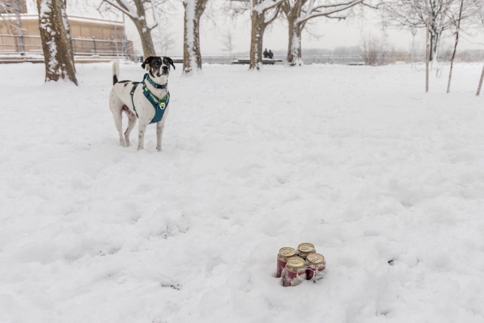 Delaware Valley snow storm: Photos Philly, New Jersey - WHYY