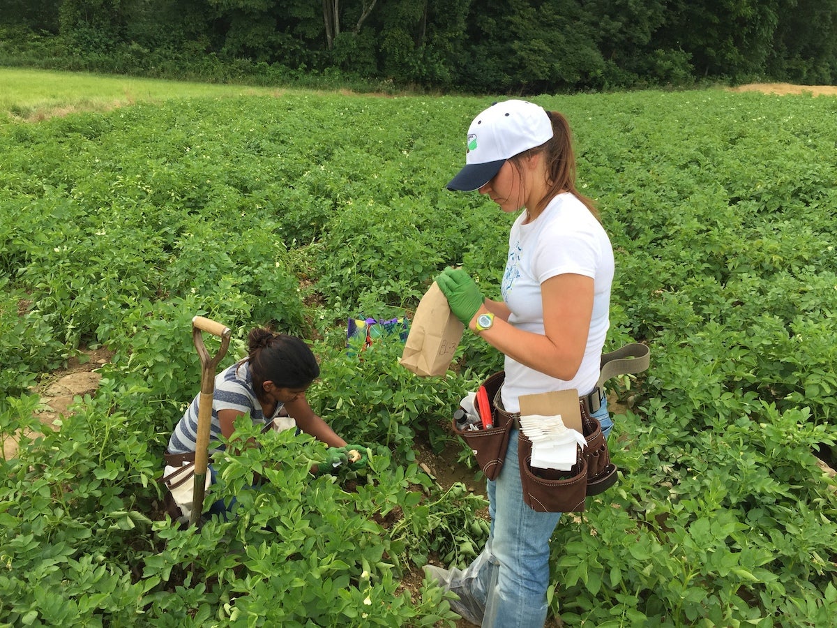 Researchers have identified culprits that caused potato disease ...