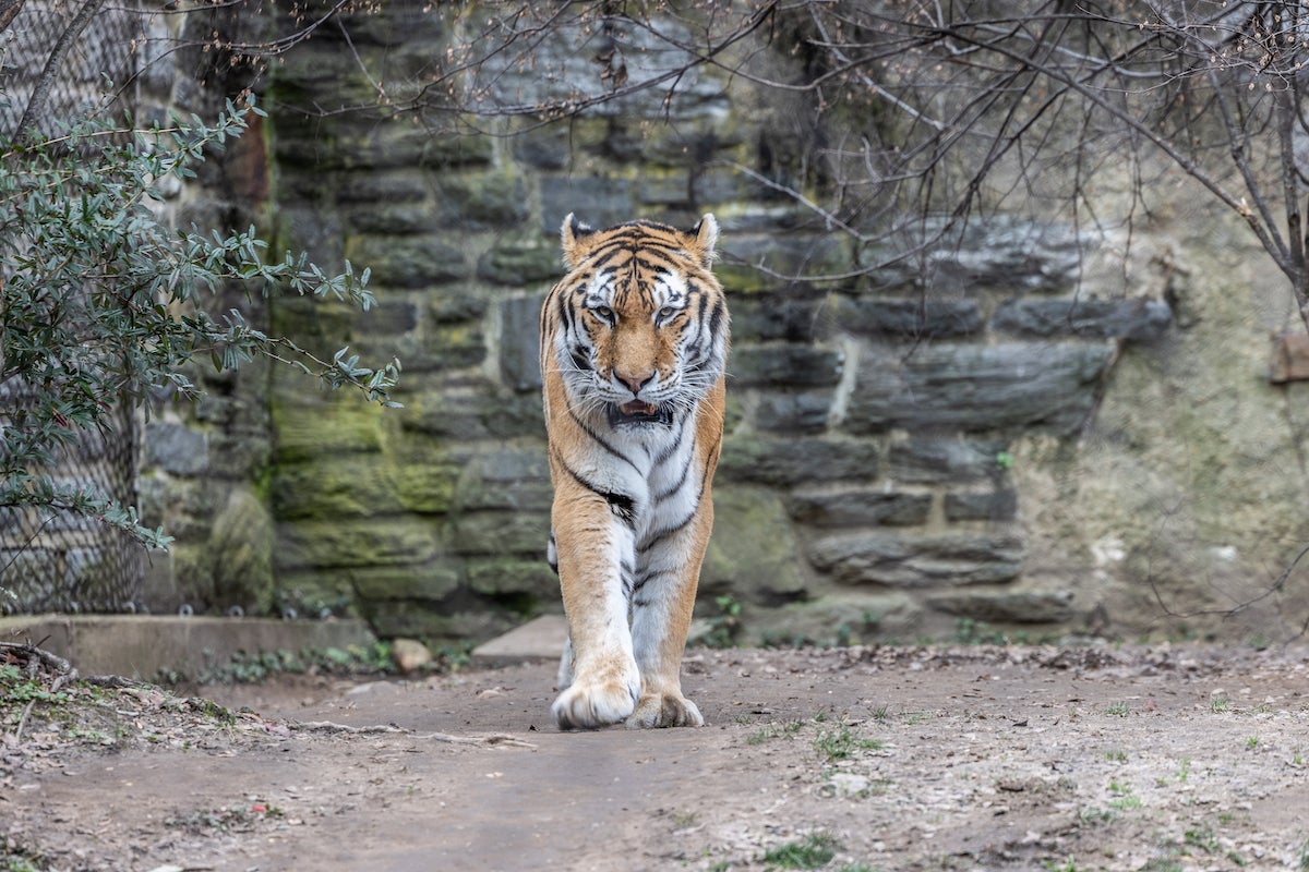 Former Philly Zoo CEO Vik Dewan isn’t retiring from philanthropy - WHYY ...