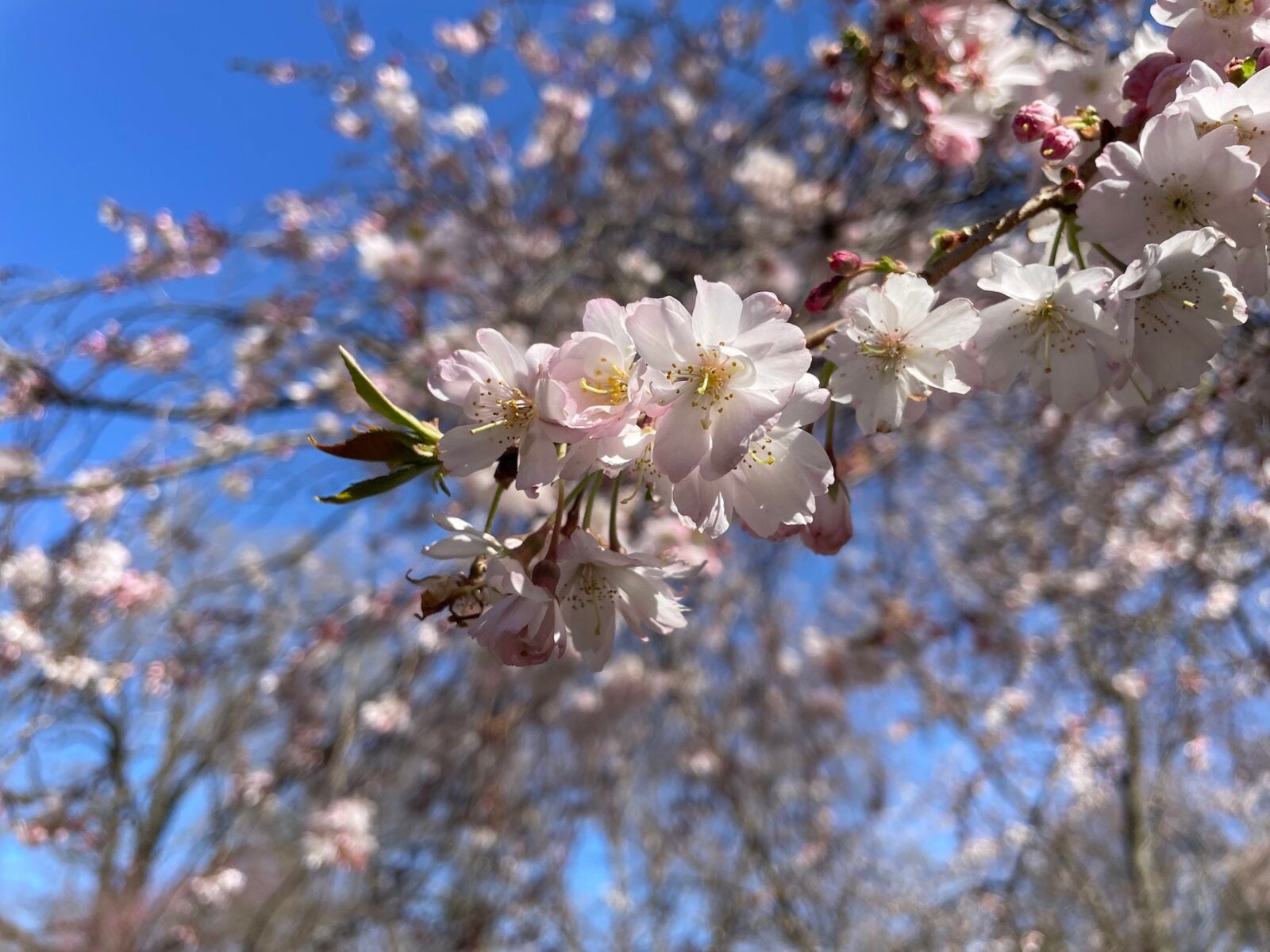 Cherry blossoms are blooming in Philly at Shofuso Japanese Cultural ...