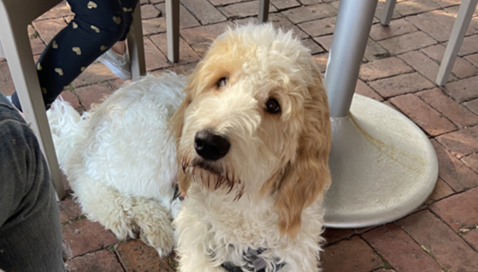 Penn Medicine nurse who trains service dogs turns to pups for help post ...