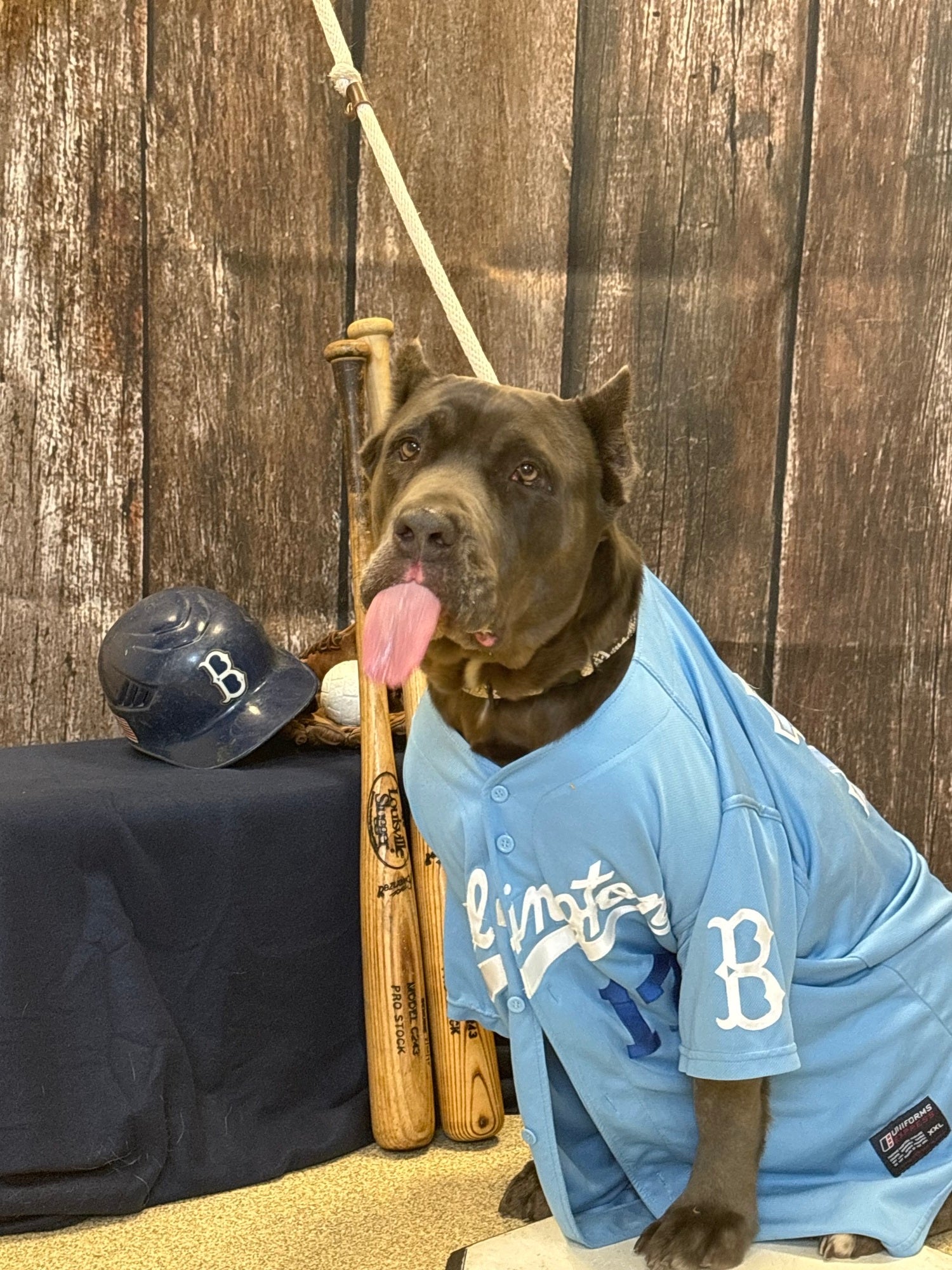 N.J. shelter organizes dog-cat baseball game - WHYY