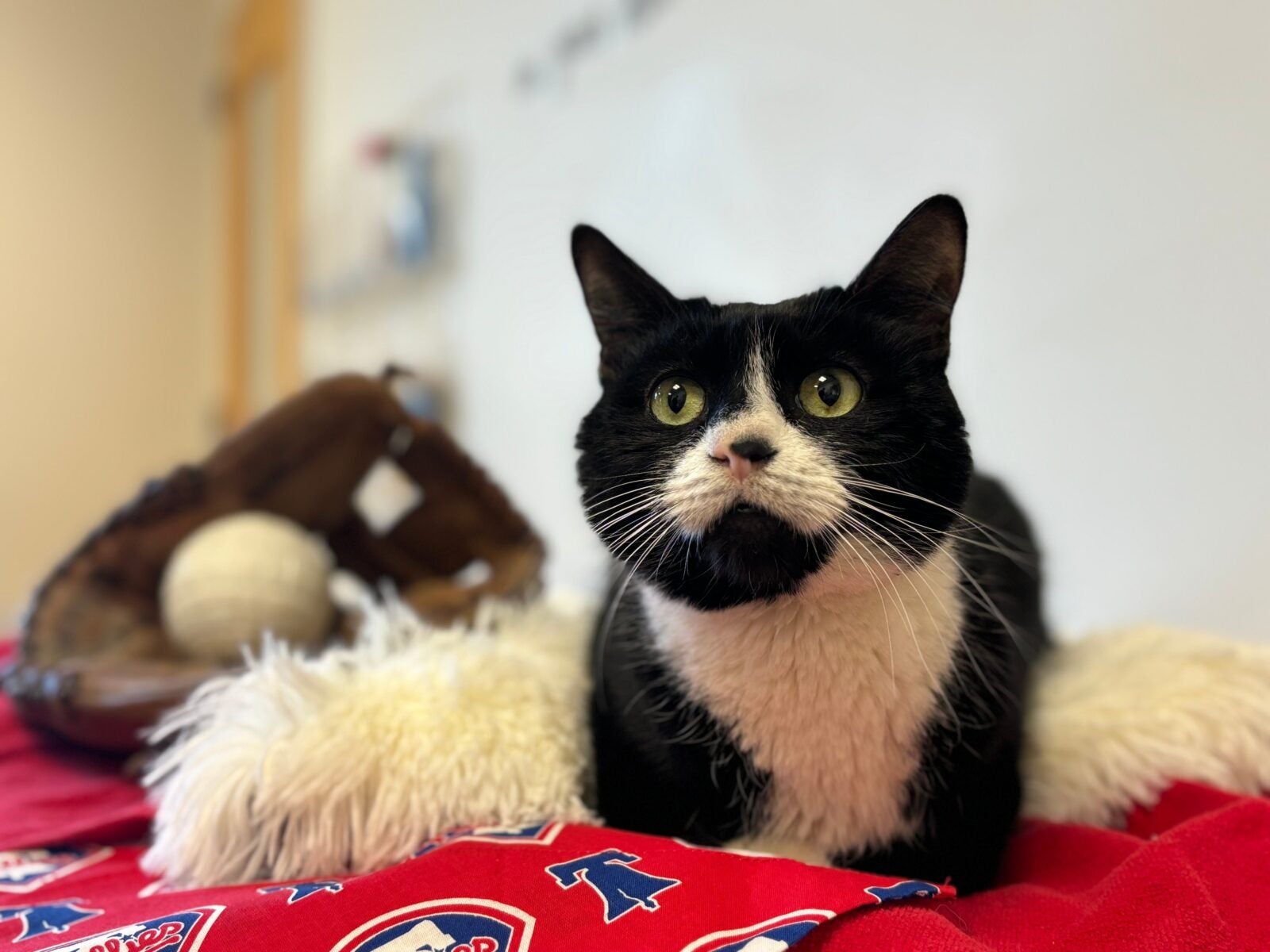 N.J. shelter organizes dog-cat baseball game - WHYY