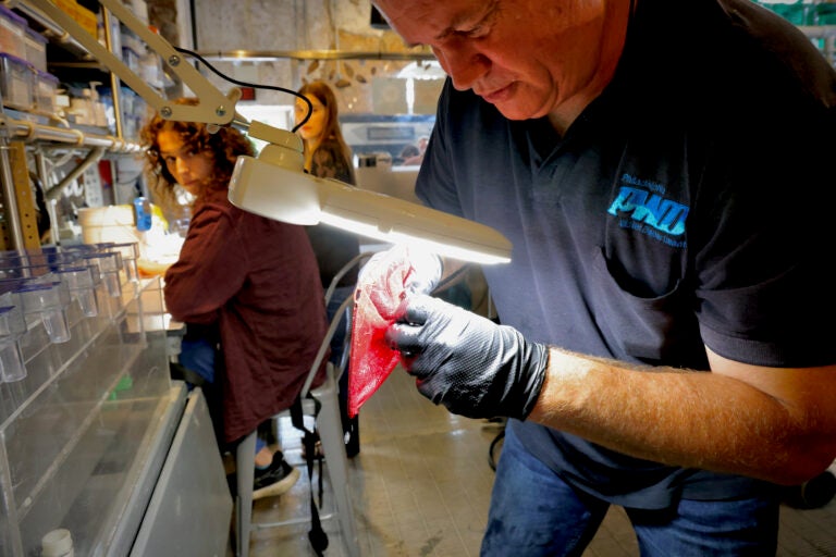 Philadelphia hatchery finds new ways to produce mussels in a lab - WHYY