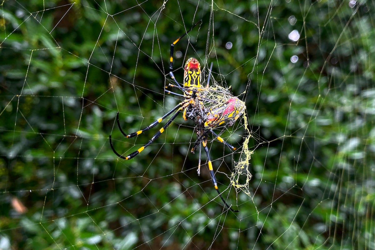 They're big. They're colorful. But Joro spiders aren't nightmare fodder