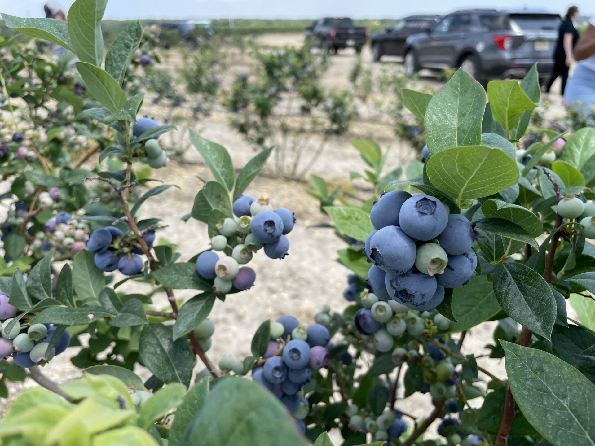 Why are New Jersey’s blueberries so good? - WHYY